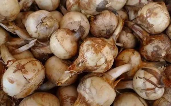 慈姑长什么样_慈姑和茨菰区别-第3张图片-山城妙识 慈姑长什么样_慈姑和茨菰区别-第3张图片-山城妙识