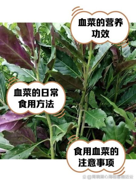 补血菜的功效与作用_补血菜怎么吃效果最好-第1张图片-山城妙识