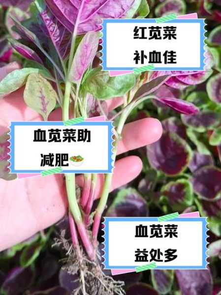 补血菜的功效与作用_补血菜怎么吃效果最好-第3张图片-山城妙识