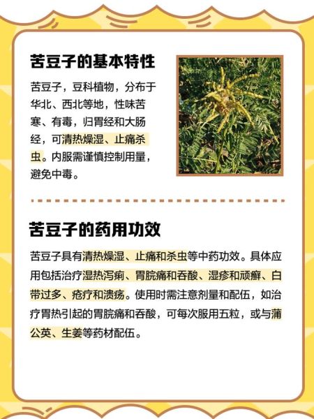 苦豆子怎么吃_苦豆子食用方法大全-第2张图片-山城妙识 苦豆子怎么吃_苦豆子食用方法大全-第2张图片-山城妙识