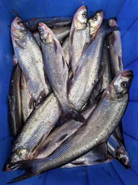 风干鱼怎么做好吃_腌制风干鱼的做法窍门-第1张图片-山城妙识 风干鱼怎么做好吃_腌制风干鱼的做法窍门-第1张图片-山城妙识