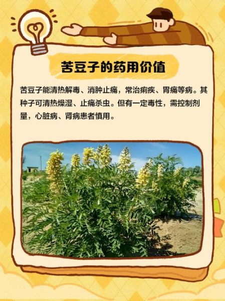 苦豆子怎么吃_苦豆子食用方法大全-第3张图片-山城妙识 苦豆子怎么吃_苦豆子食用方法大全-第3张图片-山城妙识