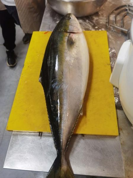 鲑鱼市场价多少钱一斤_如何挑选新鲜鲑鱼-第2张图片-山城妙识