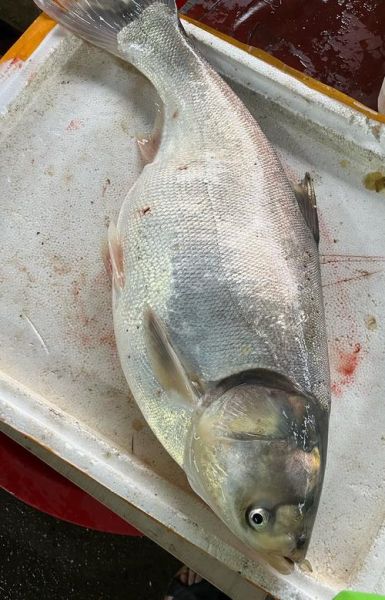 鲑鱼市场价多少钱一斤_如何挑选新鲜鲑鱼-第3张图片-山城妙识