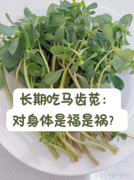 马齿苋什么人不能吃_马齿苋禁忌人群有哪些-第3张图片-山城妙识 马齿苋什么人不能吃_马齿苋禁忌人群有哪些-第3张图片-山城妙识