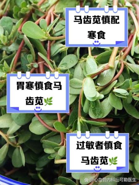 马齿苋什么人不能吃_马齿苋禁忌人群有哪些-第2张图片-山城妙识 马齿苋什么人不能吃_马齿苋禁忌人群有哪些-第2张图片-山城妙识