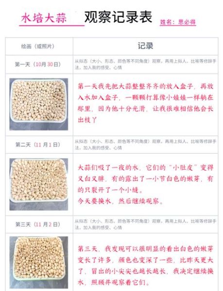 蒜苗多久能发芽_蒜苗生长过程记录-第3张图片-山城妙识