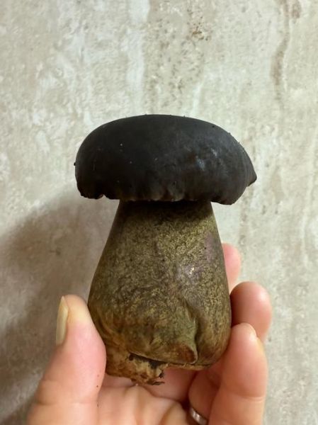 有毒牛肝菌图片怎么辨别_如何区分有毒牛肝菌-第3张图片-山城妙识 有毒牛肝菌图片怎么辨别_如何区分有毒牛肝菌-第3张图片-山城妙识