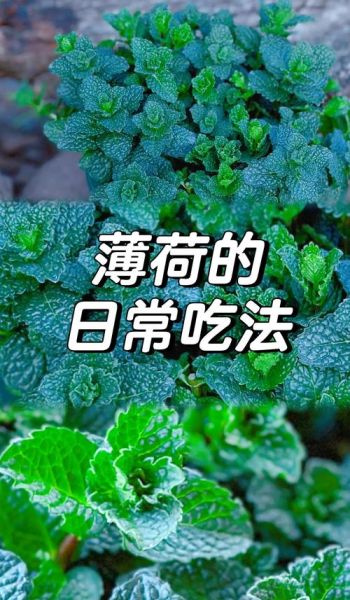 薄荷怎么吃_新鲜薄荷的吃法大全-第2张图片-山城妙识