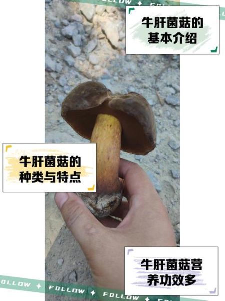 有毒牛肝菌图片怎么辨别_如何区分有毒牛肝菌-第2张图片-山城妙识 有毒牛肝菌图片怎么辨别_如何区分有毒牛肝菌-第2张图片-山城妙识