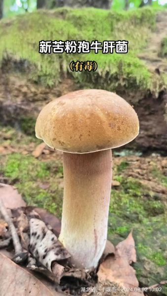 有毒牛肝菌图片怎么辨别_如何区分有毒牛肝菌-第1张图片-山城妙识 有毒牛肝菌图片怎么辨别_如何区分有毒牛肝菌-第1张图片-山城妙识