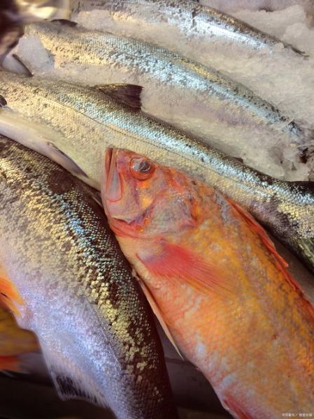 青占鱼怎么做好吃_青占鱼的家常做法大全-第3张图片-山城妙识