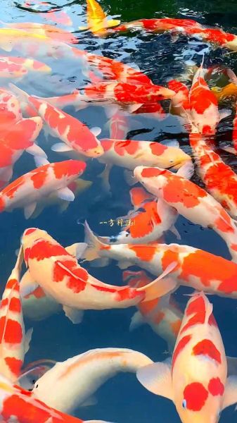 锦鲤是什么意思_锦鲤能带来好运吗-第1张图片-山城妙识 锦鲤是什么意思_锦鲤能带来好运吗-第1张图片-山城妙识