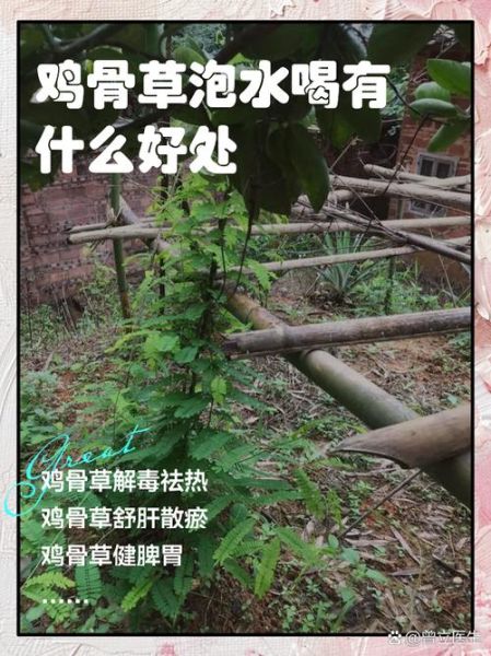 鸡骨草煲汤搭配什么好_鸡骨草煲汤的功效与禁忌-第1张图片-山城妙识