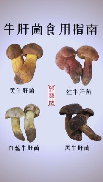 黄牛肝菌怎么挑选_黄牛肝菌多少钱一斤-第1张图片-山城妙识