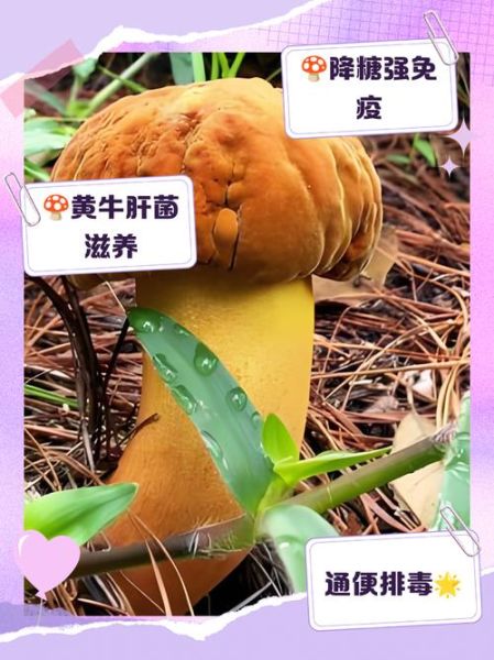 黄牛肝菌怎么挑选_黄牛肝菌多少钱一斤-第2张图片-山城妙识