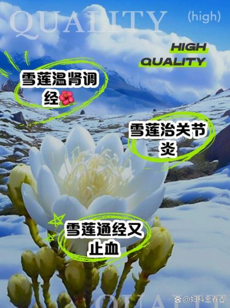女人吃天山雪莲花有什么好处_天山雪莲花对女性的作用-第3张图片-山城妙识