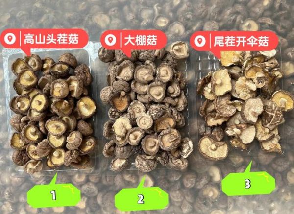 香菇图片大全_如何挑选优质香菇-第1张图片-山城妙识 香菇图片大全_如何挑选优质香菇-第1张图片-山城妙识