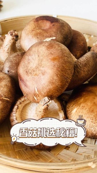 香菇图片大全_如何挑选优质香菇-第2张图片-山城妙识 香菇图片大全_如何挑选优质香菇-第2张图片-山城妙识