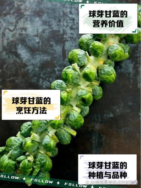 甘蓝菜的营养价值及功效_甘蓝菜怎么吃最营养-第2张图片-山城妙识