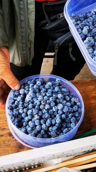 野生蓝莓的功效与作用_野生蓝莓怎么吃效果最好-第3张图片-山城妙识