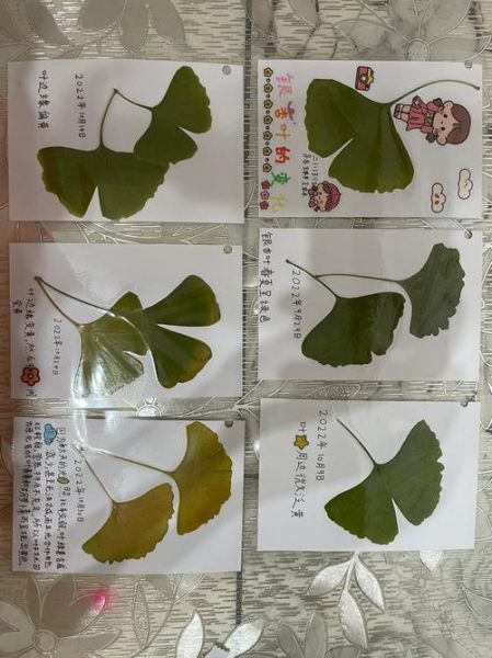 银杏树叶子像什么_银杏叶什么时候变黄-第1张图片-山城妙识 银杏树叶子像什么_银杏叶什么时候变黄-第1张图片-山城妙识