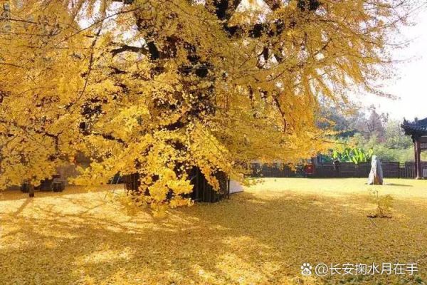 银杏树叶子像什么_银杏叶什么时候变黄-第2张图片-山城妙识 银杏树叶子像什么_银杏叶什么时候变黄-第2张图片-山城妙识