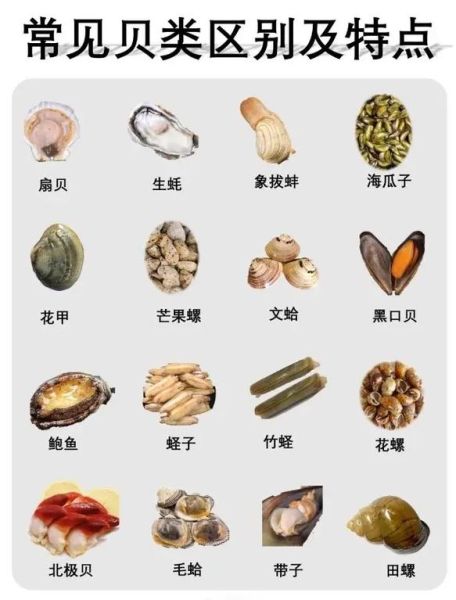 贝壳类海鲜有哪些_怎么区分常见品种-第2张图片-山城妙识