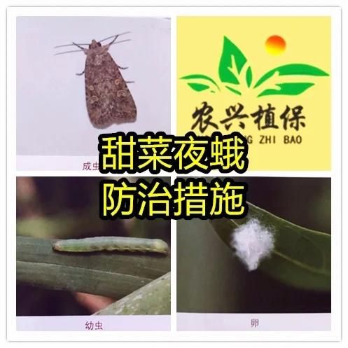 甜菜夜蛾幼虫怎么防治_甜菜夜蛾幼虫危害症状-第3张图片-山城妙识 甜菜夜蛾幼虫怎么防治_甜菜夜蛾幼虫危害症状-第3张图片-山城妙识