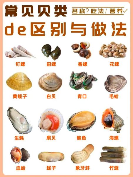 贝壳类海鲜有哪些_怎么区分常见品种-第3张图片-山城妙识
