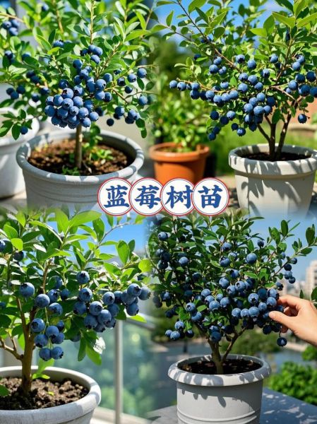 蓝莓有什么功效与作用_蓝莓一天吃多少粒最好-第1张图片-山城妙识