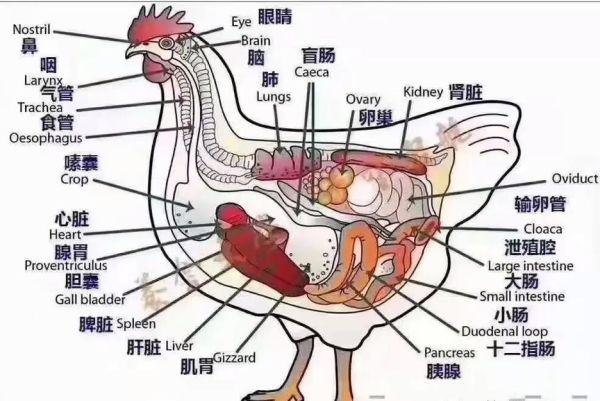 禽病症状识别_禽病防治方法-第2张图片-山城妙识