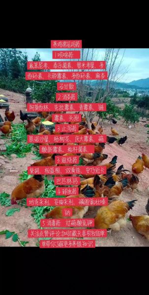 禽病症状识别_禽病防治方法-第3张图片-山城妙识