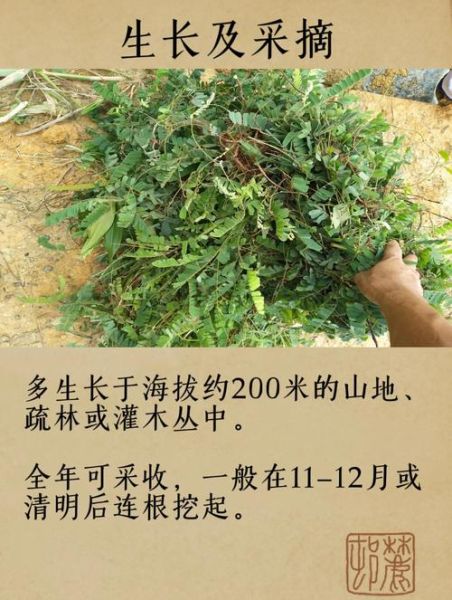 鸡骨草不适合人群有哪些_孕妇能吃吗-第3张图片-山城妙识