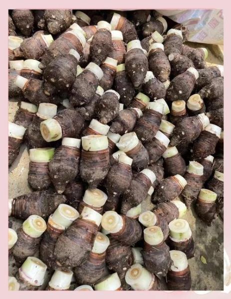 荔浦芋头多少钱一斤_正宗荔浦芋头价格行情-第1张图片-山城妙识 荔浦芋头多少钱一斤_正宗荔浦芋头价格行情-第1张图片-山城妙识