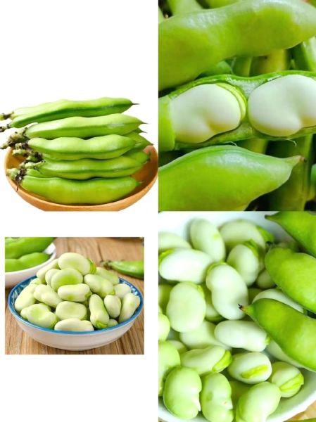 蚕豆图片大全大图_蚕豆实物图片怎么拍-第2张图片-山城妙识