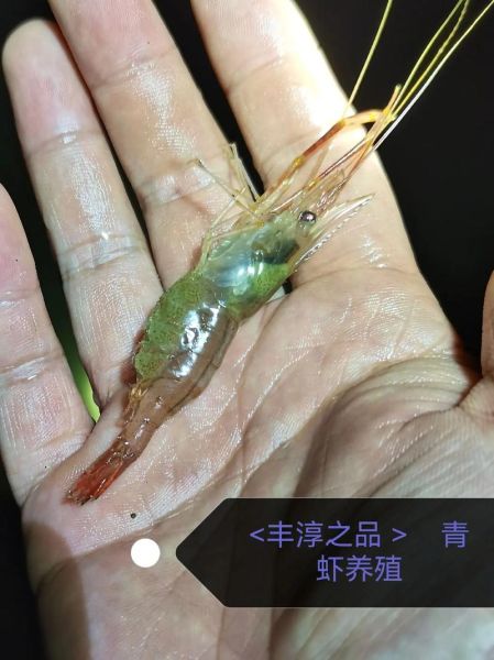河虾长什么样_河虾外形特征-第1张图片-山城妙识