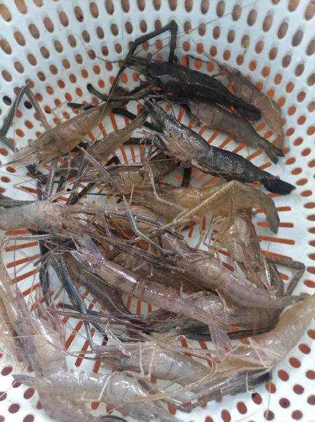 河虾长什么样_河虾外形特征-第3张图片-山城妙识