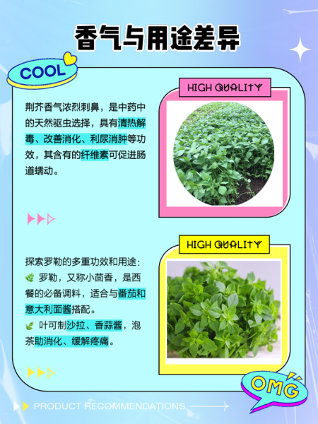 河南荆芥学名是什么_河南荆芥和罗勒区别-第1张图片-山城妙识 河南荆芥学名是什么_河南荆芥和罗勒区别-第1张图片-山城妙识