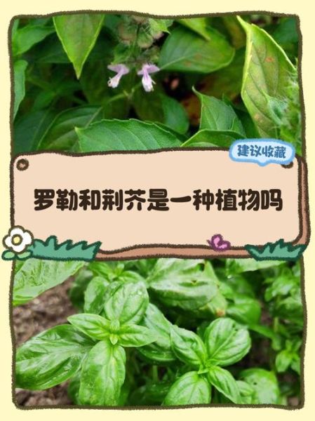 河南荆芥学名是什么_河南荆芥和罗勒区别-第2张图片-山城妙识 河南荆芥学名是什么_河南荆芥和罗勒区别-第2张图片-山城妙识