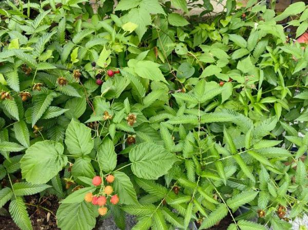 蔓越莓长什么样_蔓越莓和蓝莓的区别-第2张图片-山城妙识