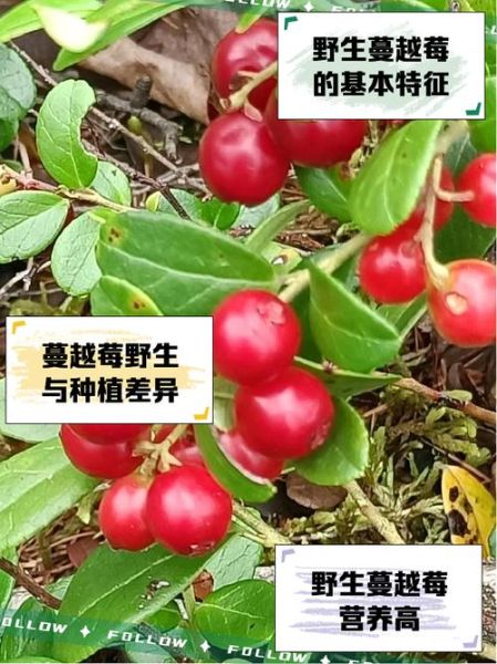 蔓越莓长什么样_蔓越莓和蓝莓的区别-第3张图片-山城妙识