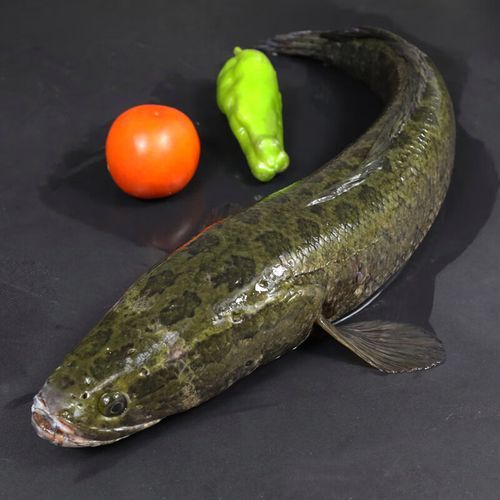 乌鱼图片大全_乌鱼长什么样-第2张图片-山城妙识 乌鱼图片大全_乌鱼长什么样-第2张图片-山城妙识