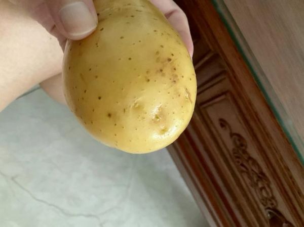 轻微发芽的土豆有毒吗_吃了会不会中毒-第2张图片-山城妙识