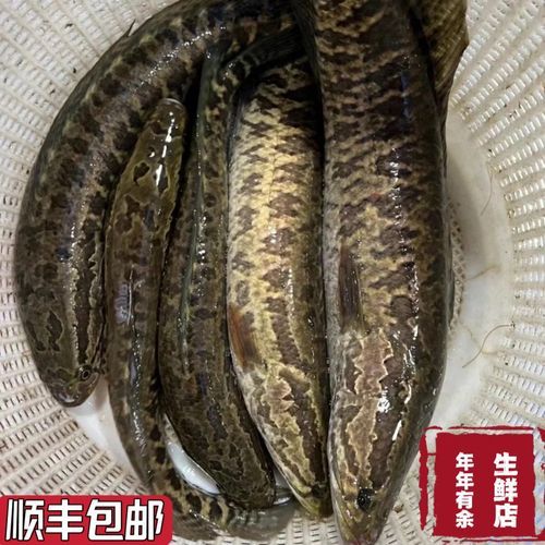 乌鱼图片大全_乌鱼长什么样-第3张图片-山城妙识 乌鱼图片大全_乌鱼长什么样-第3张图片-山城妙识