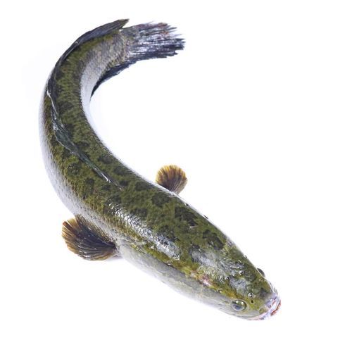 乌鱼图片大全_乌鱼长什么样-第1张图片-山城妙识 乌鱼图片大全_乌鱼长什么样-第1张图片-山城妙识