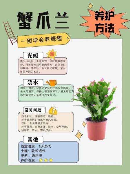 蟹爪兰怎么养_蟹爪兰盆栽注意事项-第1张图片-山城妙识 蟹爪兰怎么养_蟹爪兰盆栽注意事项-第1张图片-山城妙识