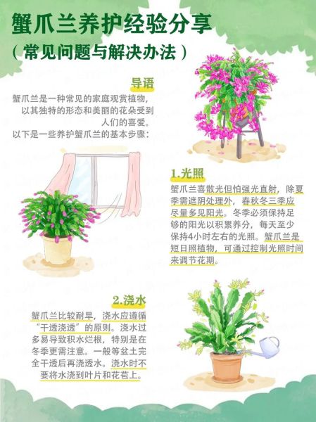 蟹爪兰怎么养_蟹爪兰盆栽注意事项-第2张图片-山城妙识 蟹爪兰怎么养_蟹爪兰盆栽注意事项-第2张图片-山城妙识