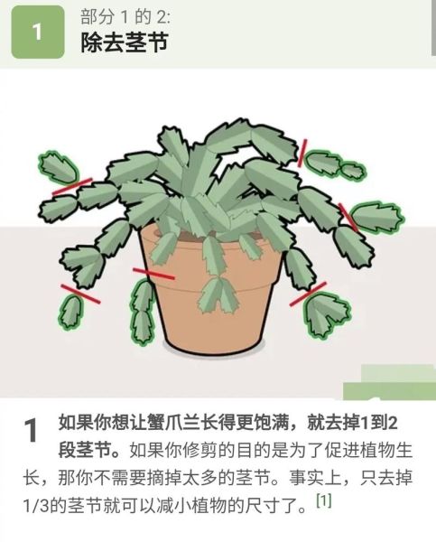 蟹爪兰怎么养_蟹爪兰盆栽注意事项-第3张图片-山城妙识 蟹爪兰怎么养_蟹爪兰盆栽注意事项-第3张图片-山城妙识