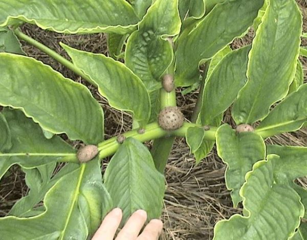 魔芋有几个品种_常见品种图片怎么区分-第3张图片-山城妙识 魔芋有几个品种_常见品种图片怎么区分-第3张图片-山城妙识